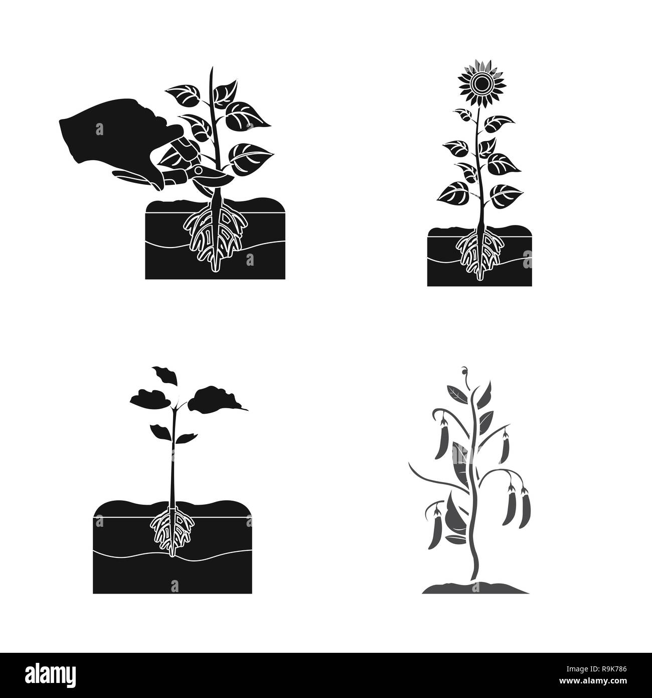 Grandir,root,randonnée,,développement,graines,plantes,haricots germent ...