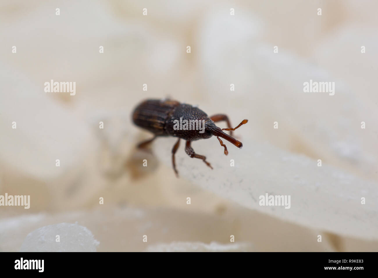 Charançon du riz, ou des noms scientifiques Sitophilus oryzae close up ...