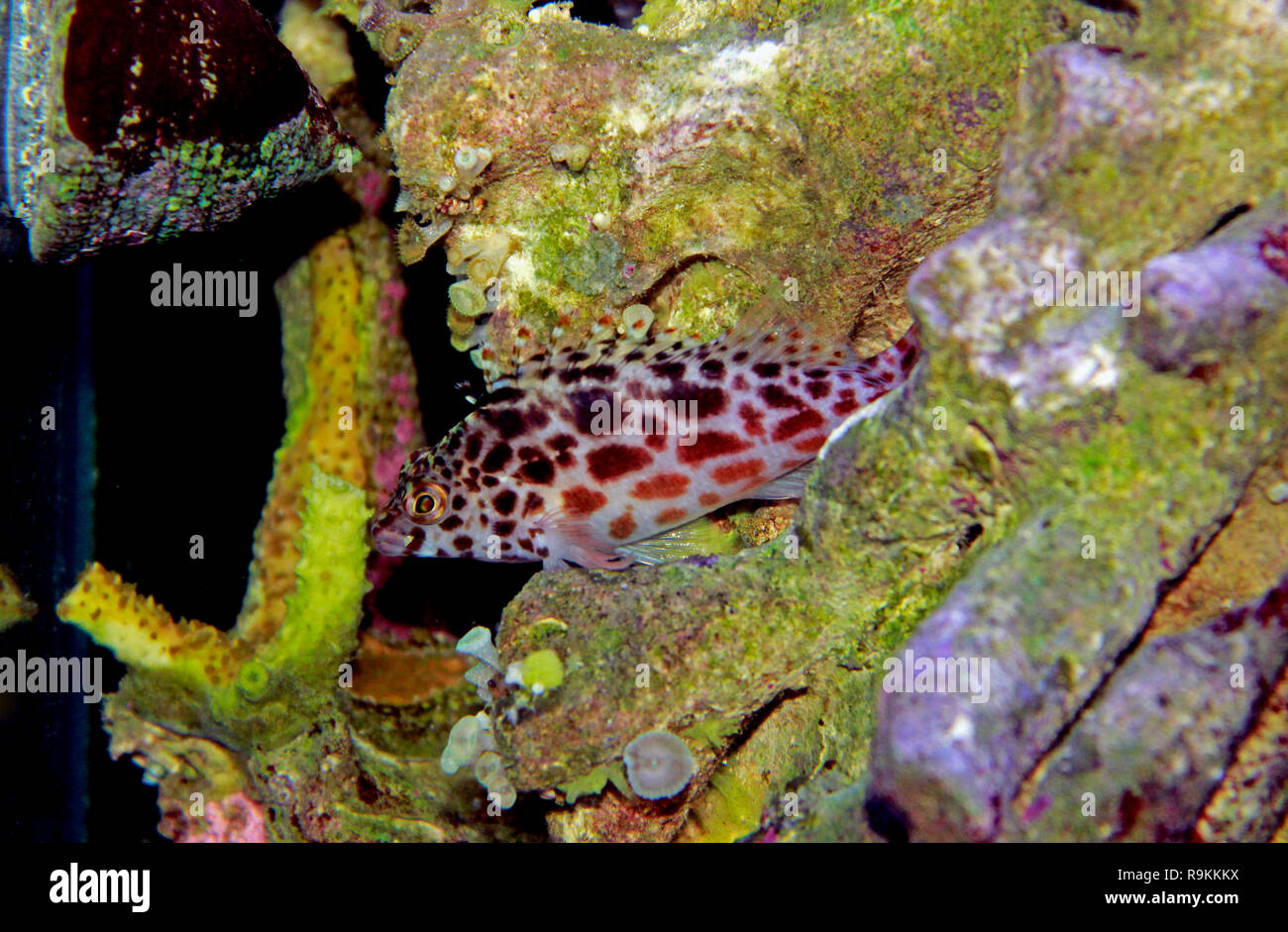 Pixy hawkfish Banque de photographies et d’images à haute résolution - Alamy