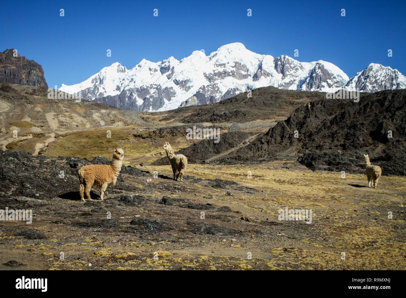 Les lamas (Alpaga) dans les montagnes des Andes, vue étonnante en ...