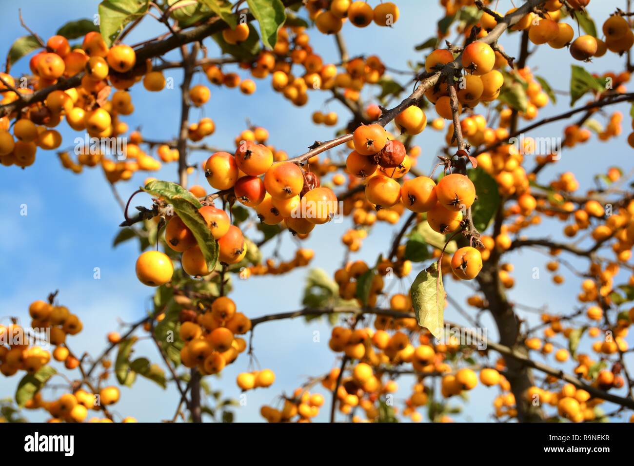 Pome trees Banque de photographies et d’images à haute résolution - Alamy