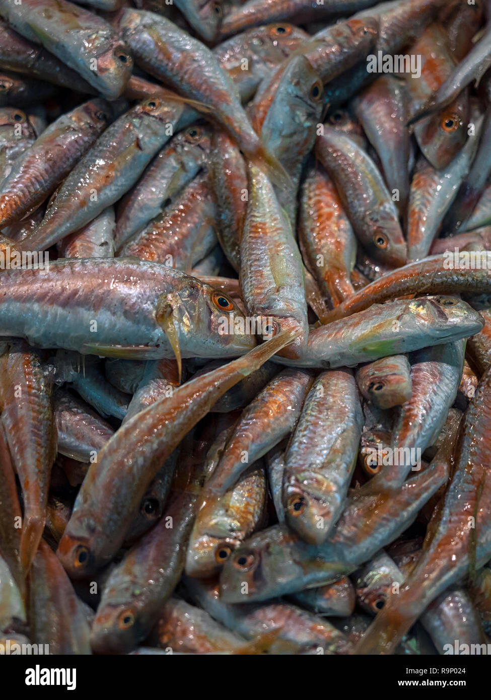 Marché aux poissons espagnol Banque de photographies et d’images à ...