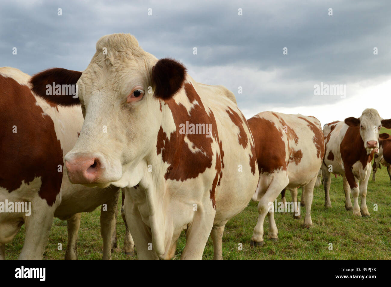 Un troupeau de vaches laitières, les bovins laitiers ou dans un vert pâturage. Vaches ...