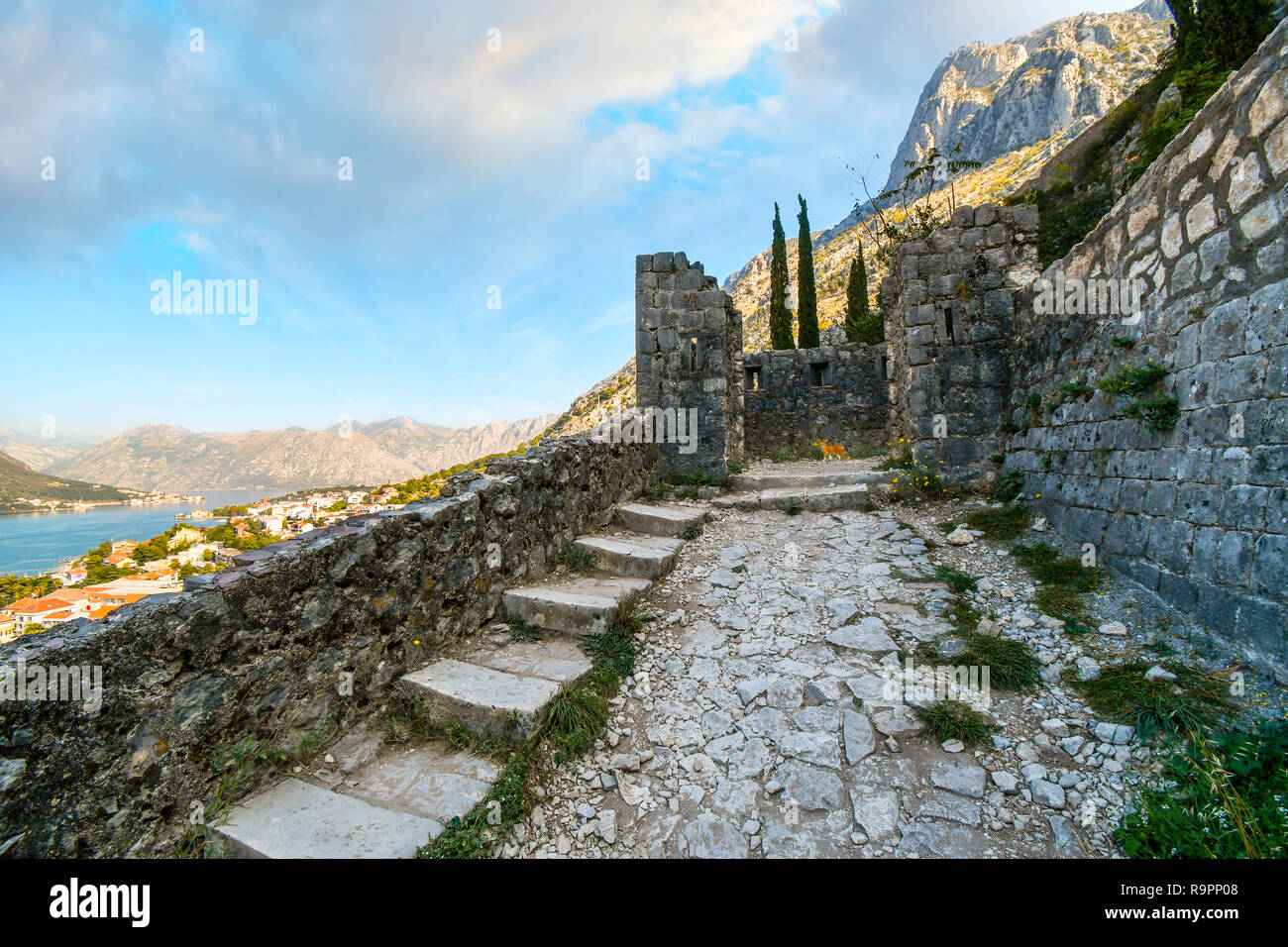 Kotor castle Banque de photographies et d’images à haute résolution - Alamy