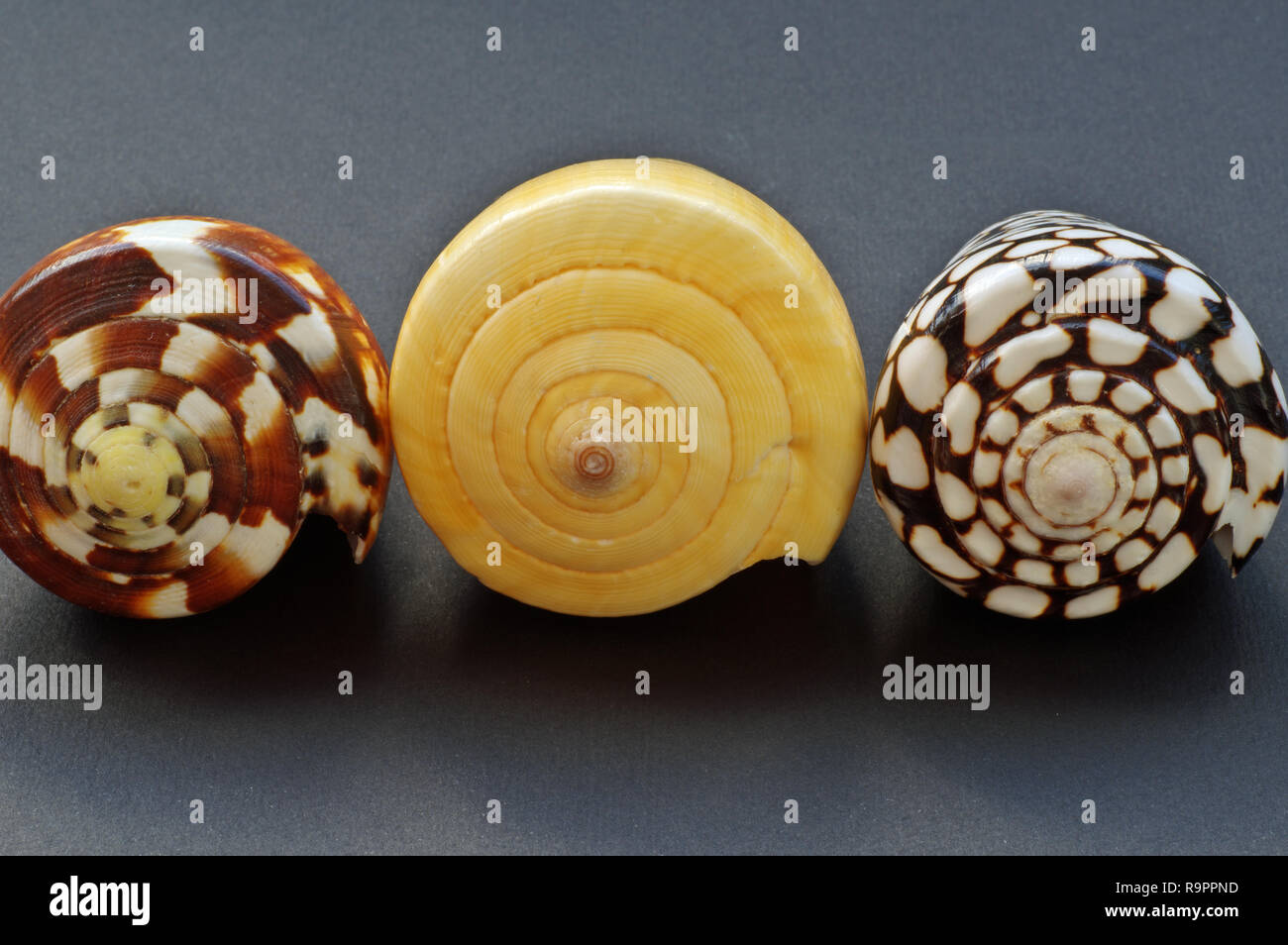 Cone escargot Banque de photographies et d’images à haute résolution ...