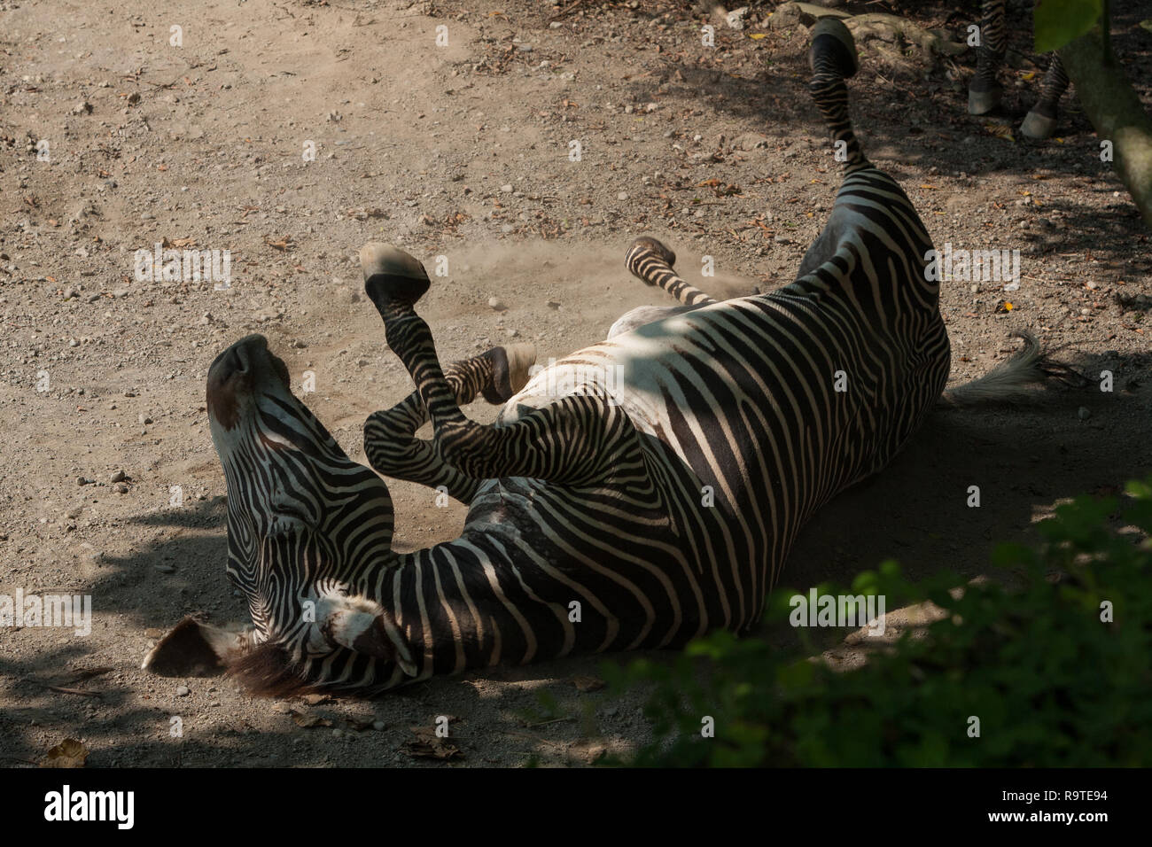 Le Zèbre de Grévy (Equus grevyi), aka imperial zebra, frotte l'arrière ...