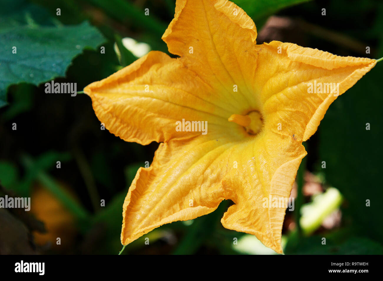 Fleur de citrouille Banque de photographies et d’images à haute ...