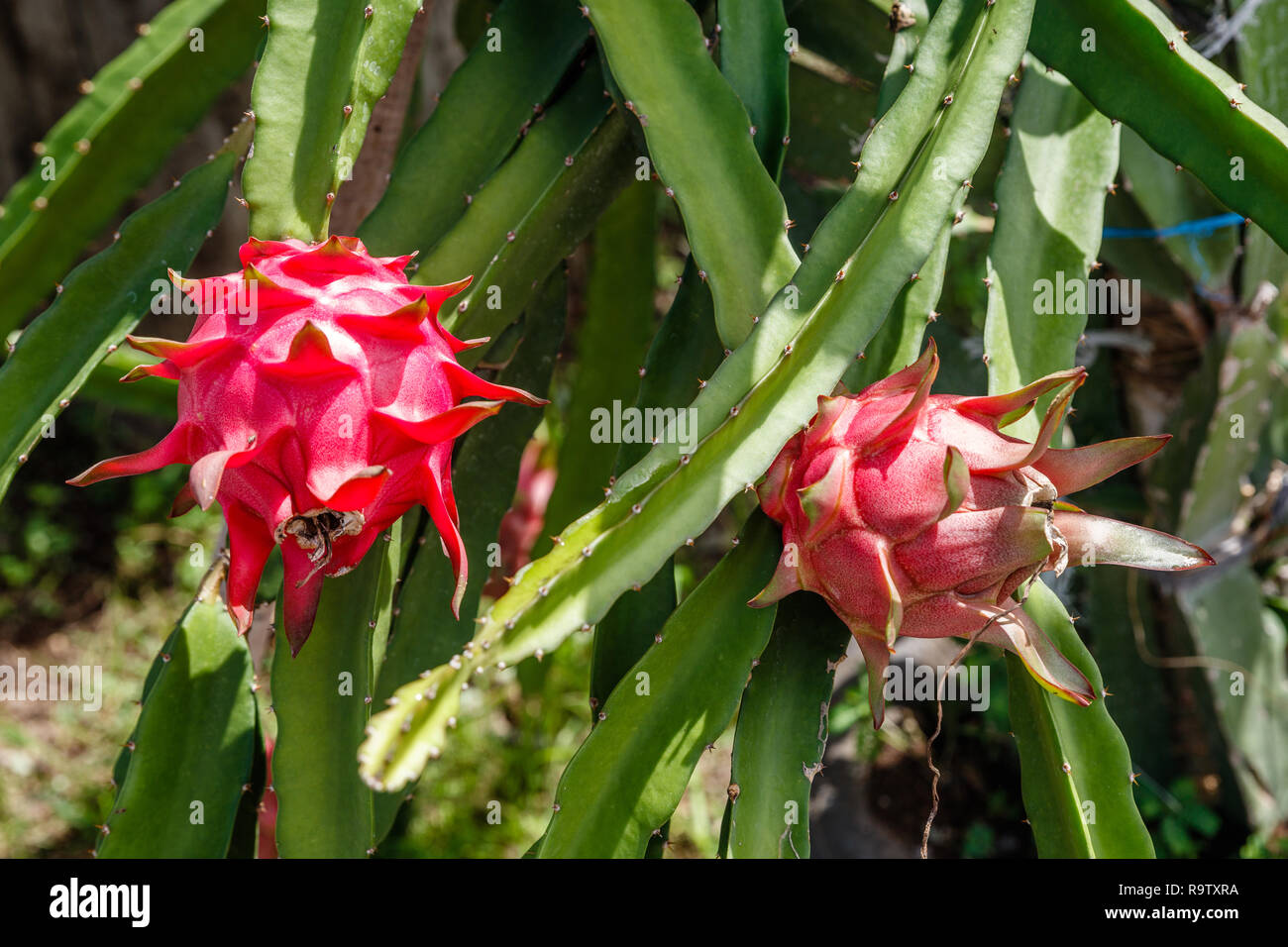 Fruit du dragon de plus en plus Banque de photographies et d’images à ...