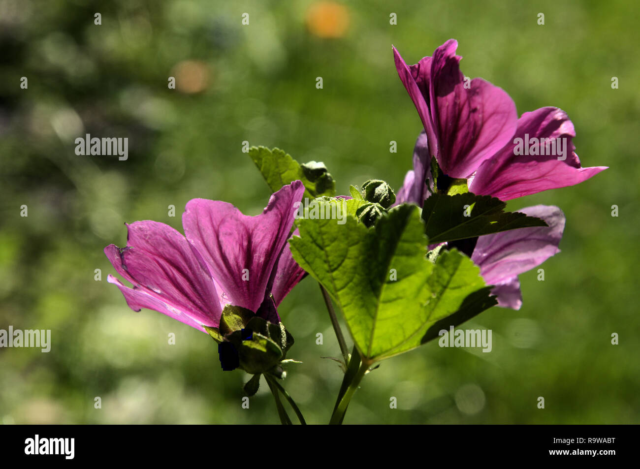 Malva officinalis Banque de photographies et d’images à haute ...