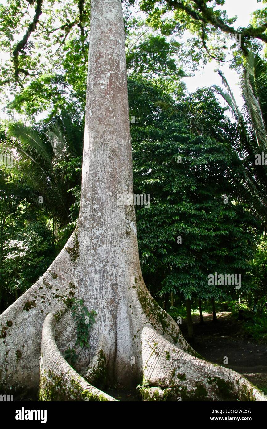 Arbre géant de ceiba Banque de photographies et d’images à haute ...