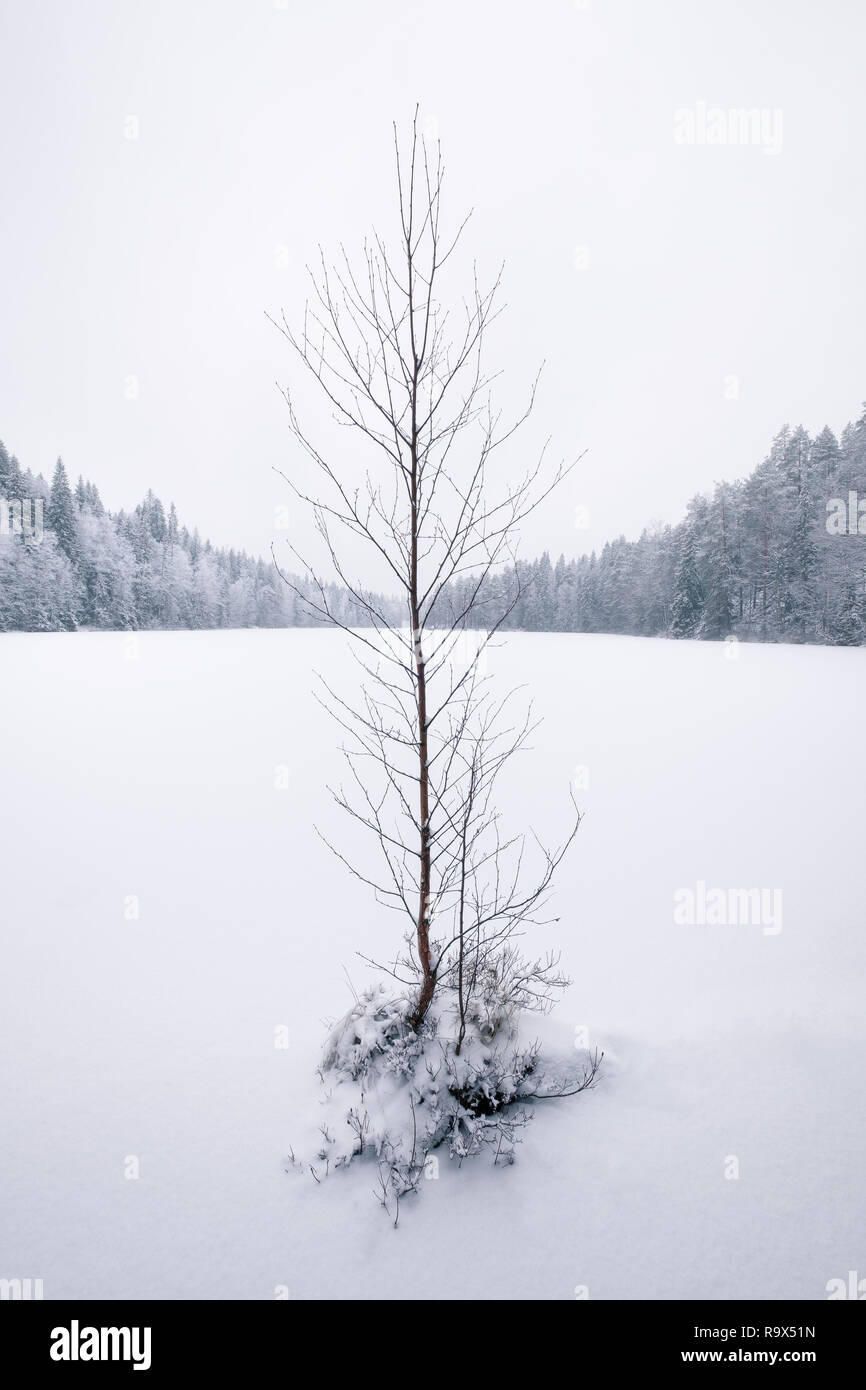 Un Arbre Solitaire Sans Feuilles Banque d'image et photos - Alamy