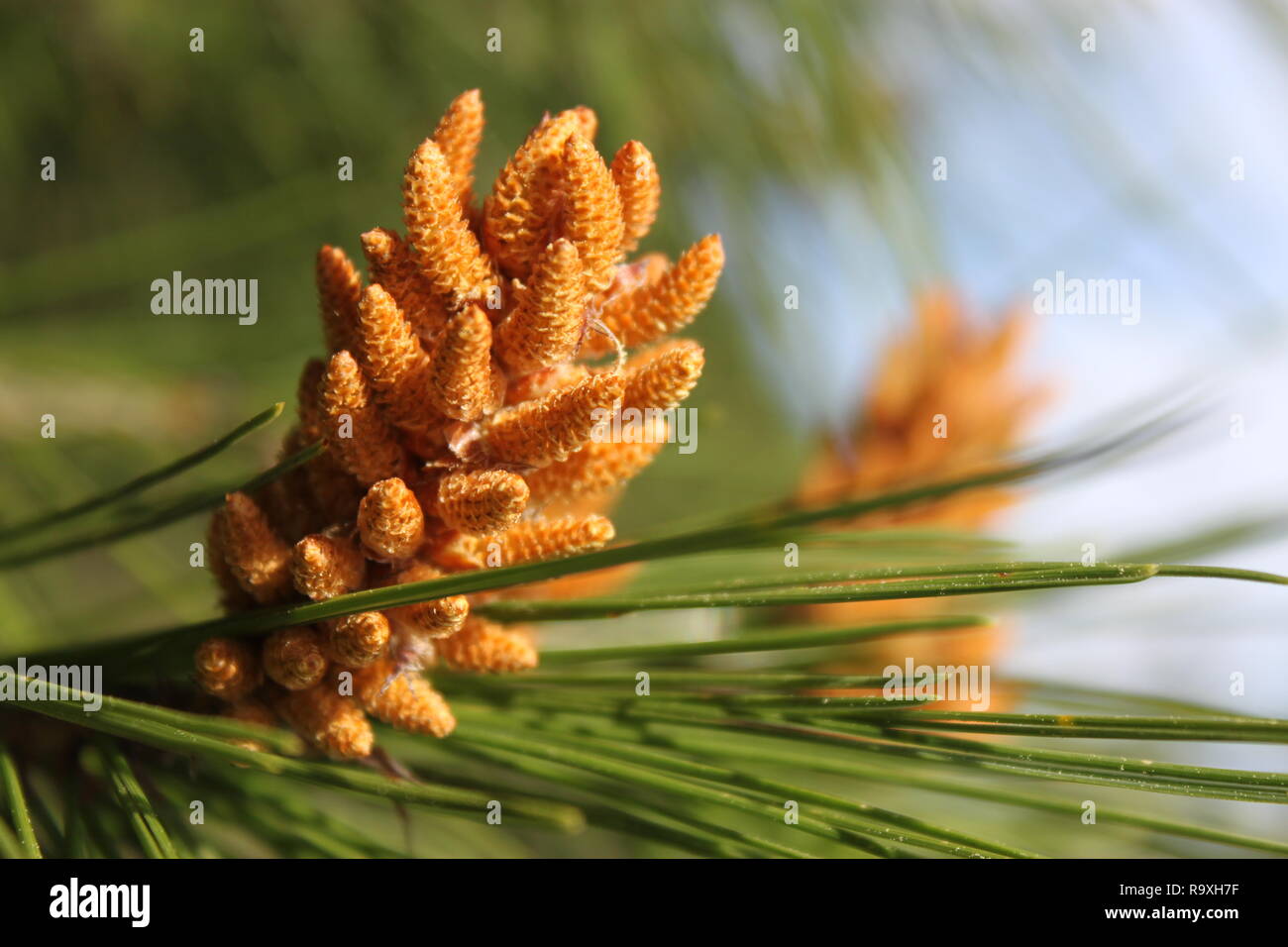 Pinus halepensis conifer Banque de photographies et d’images à haute ...