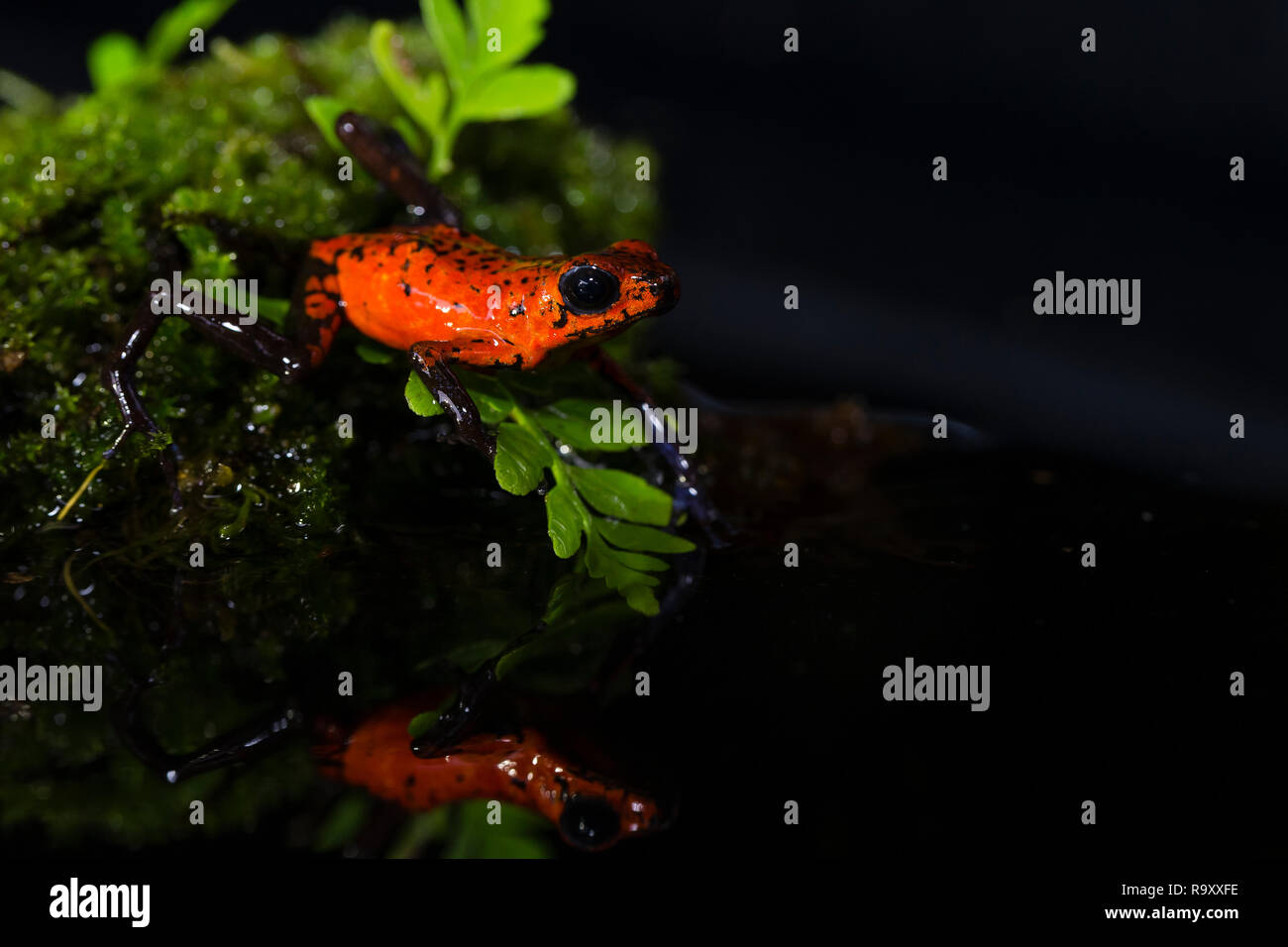 Grenouilles du costa rica Banque de photographies et d’images à haute ...