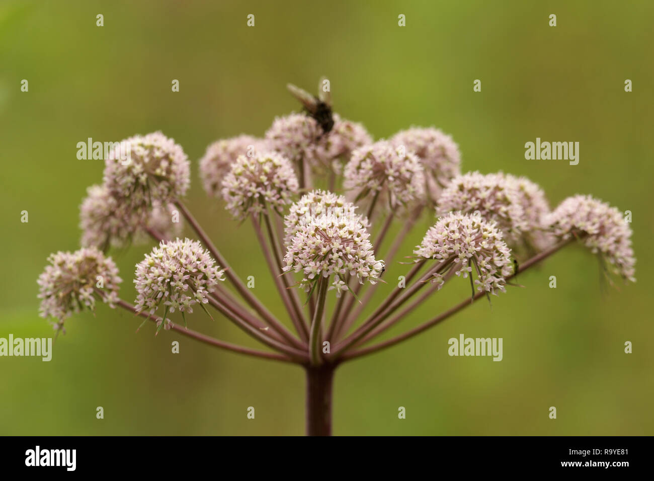 Angelica sylvestris Banque de photographies et d’images à haute ...