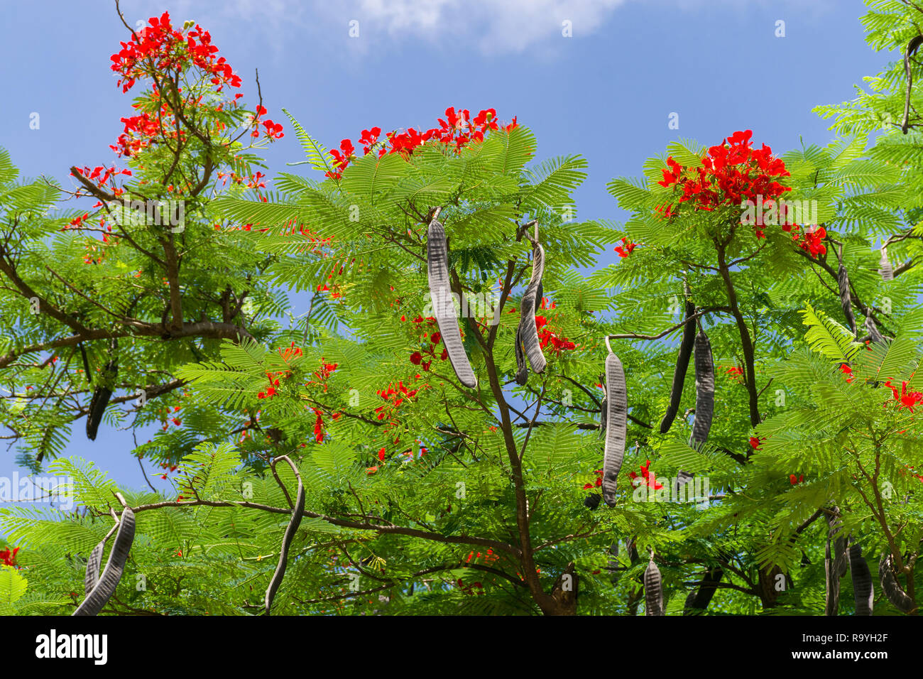 Un arbre flamboyant Delonix regia ou avec des fleurs rouge vif et de ...