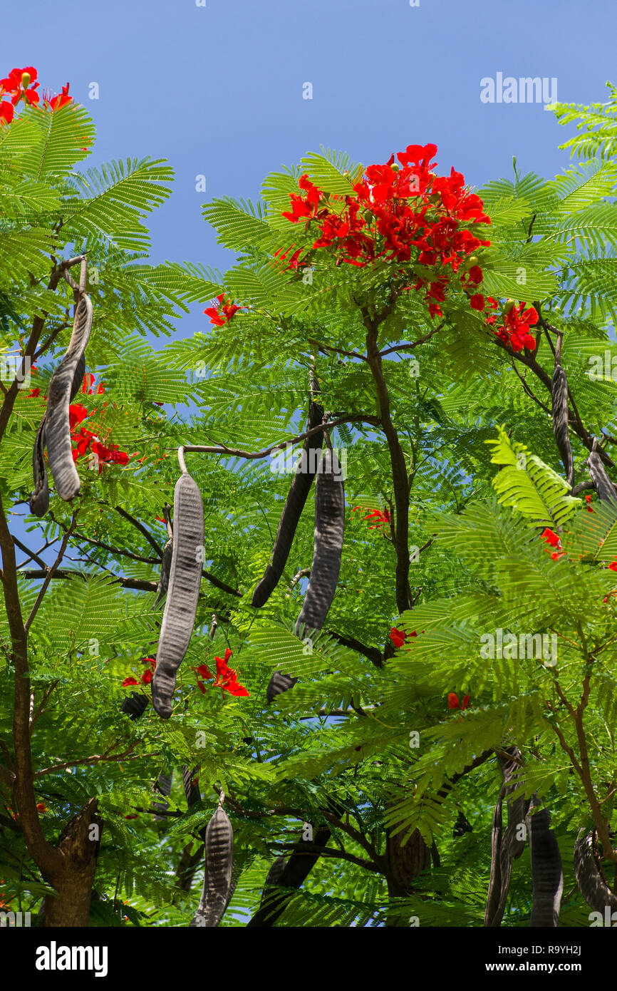 Un arbre flamboyant Delonix regia ou avec des fleurs rouge vif et de ...