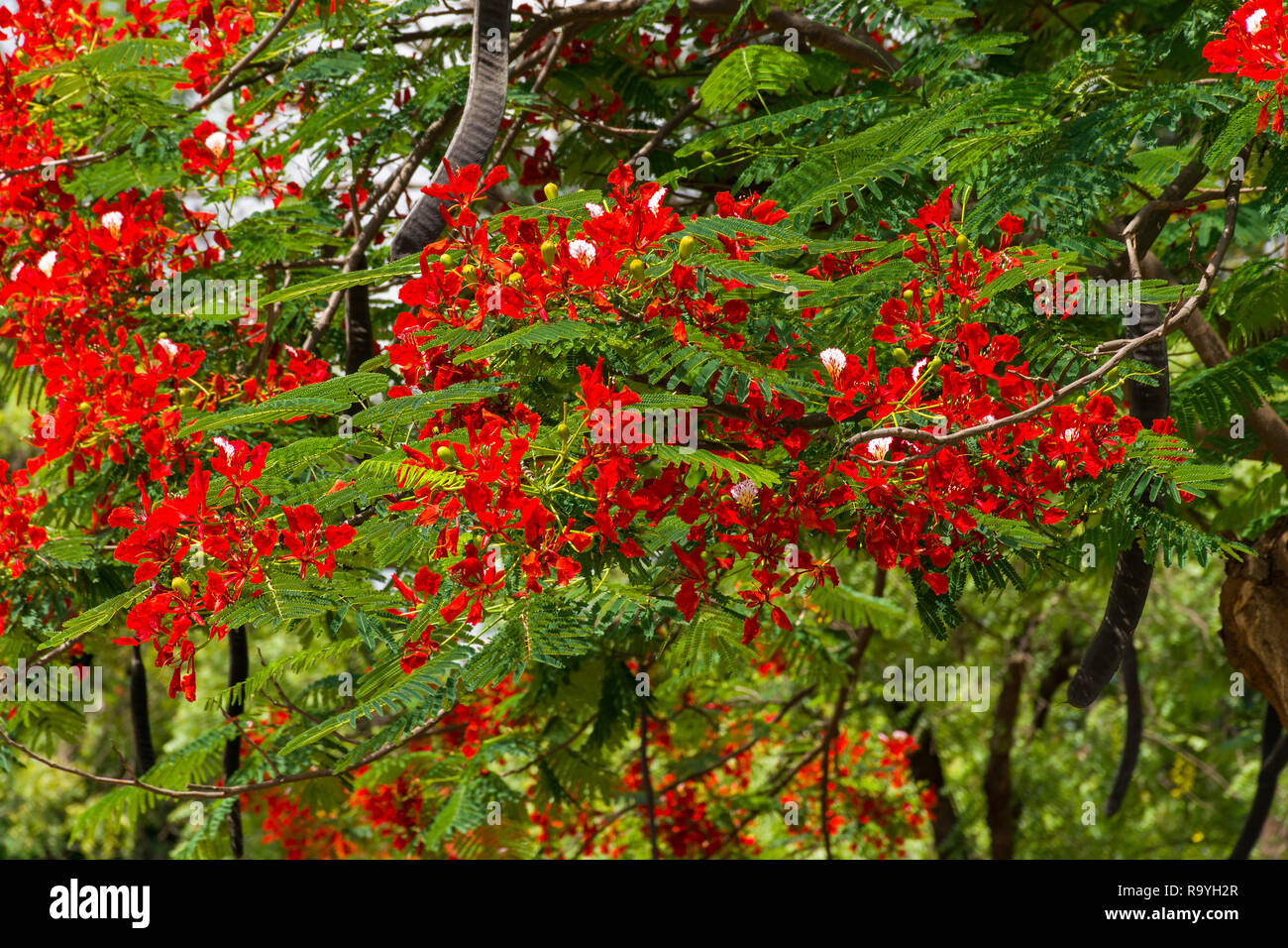 Un arbre flamboyant Delonix regia ou avec des fleurs rouge vif et de ...
