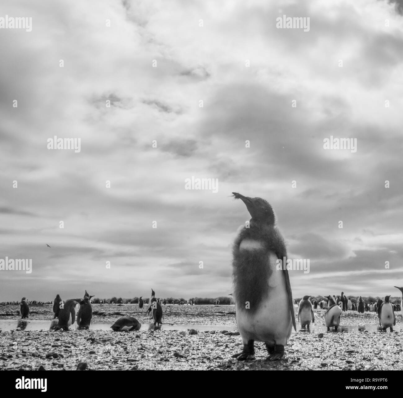 Manchot empereur Banque d'images noir et blanc - Alamy