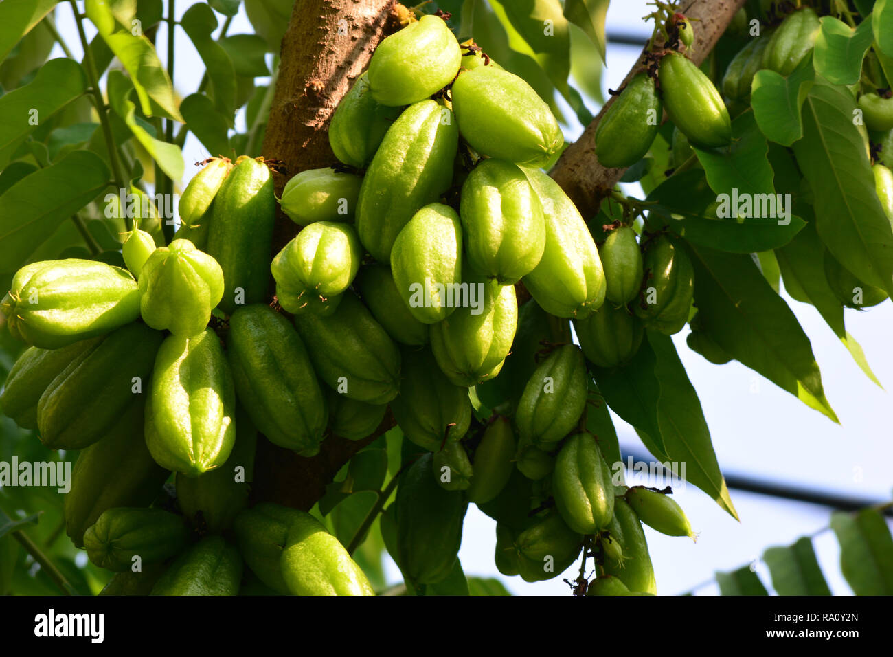 Bilimbi asia Banque de photographies et d’images à haute résolution - Alamy