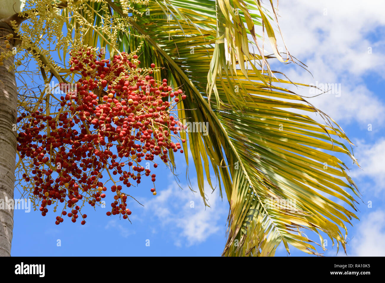 Fruits de palmier de manille Banque de photographies et d’images à ...
