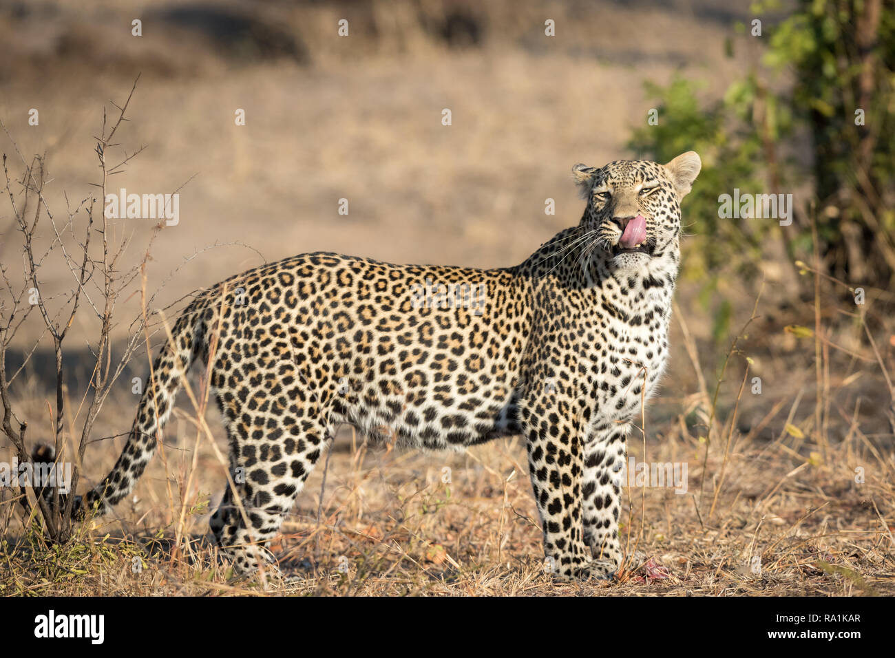 Grand mâle leopard lécher ses lèvres après avoir mangé un morceau de ...