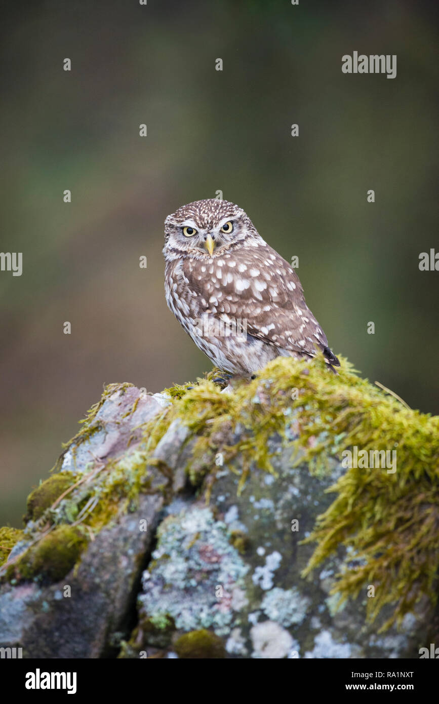 Petit hibou regardant Banque de photographies et d’images à haute ...