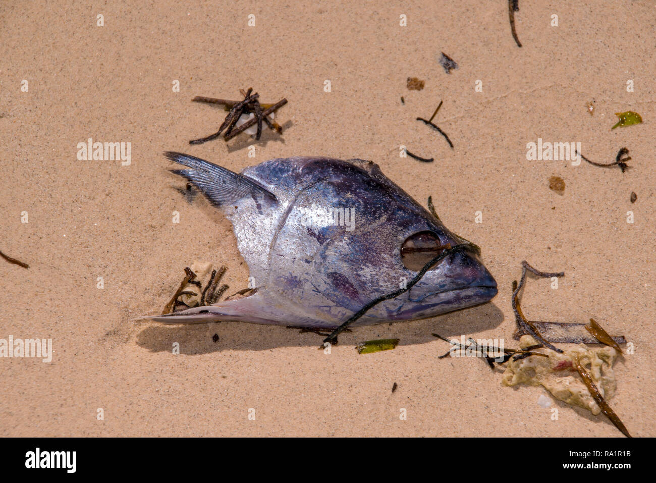 Poissons morts se trouvant sur la plage Banque de photographies et d ...