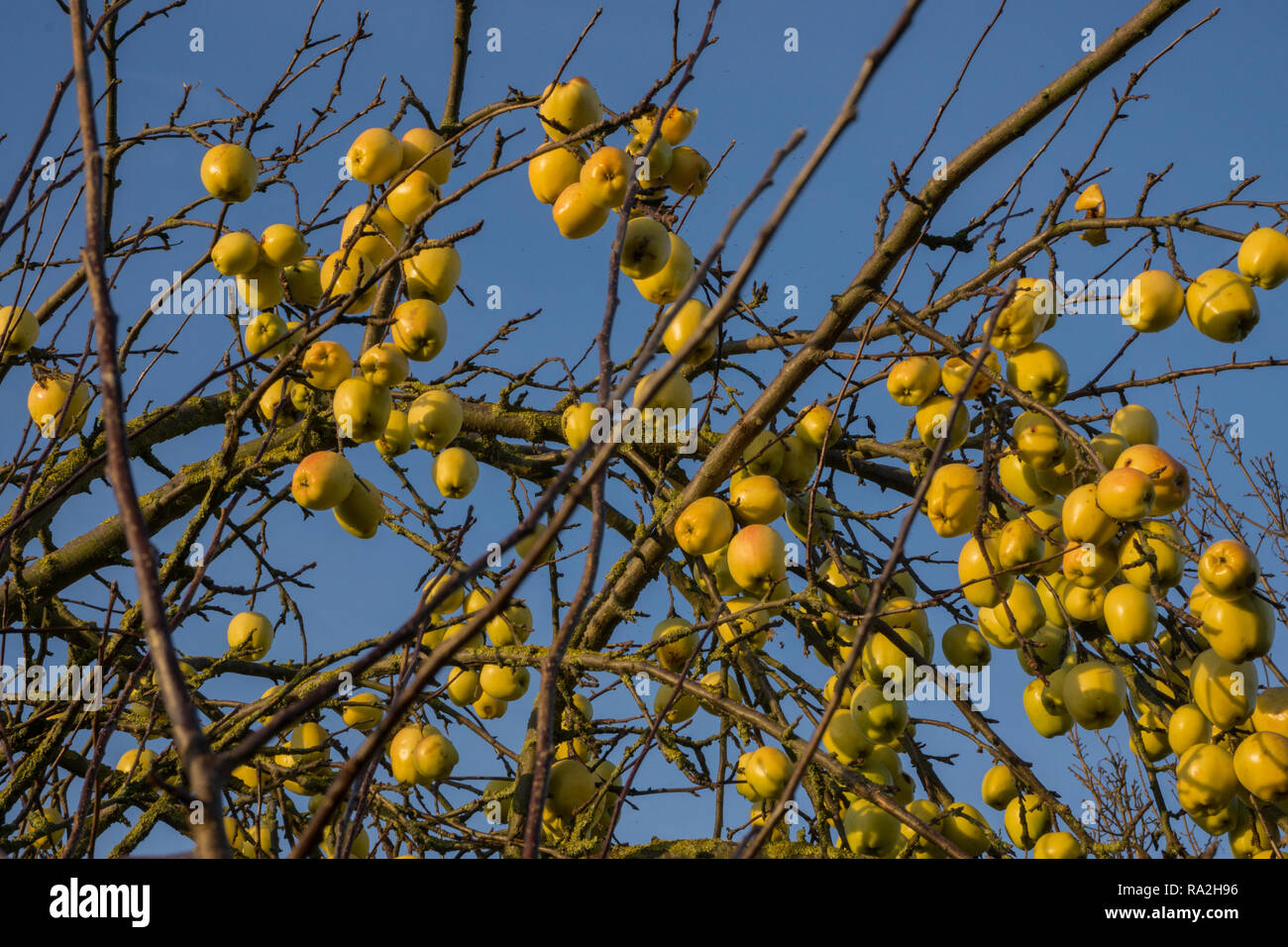 Pommes sauvages Banque de photographies et d’images à haute résolution ...