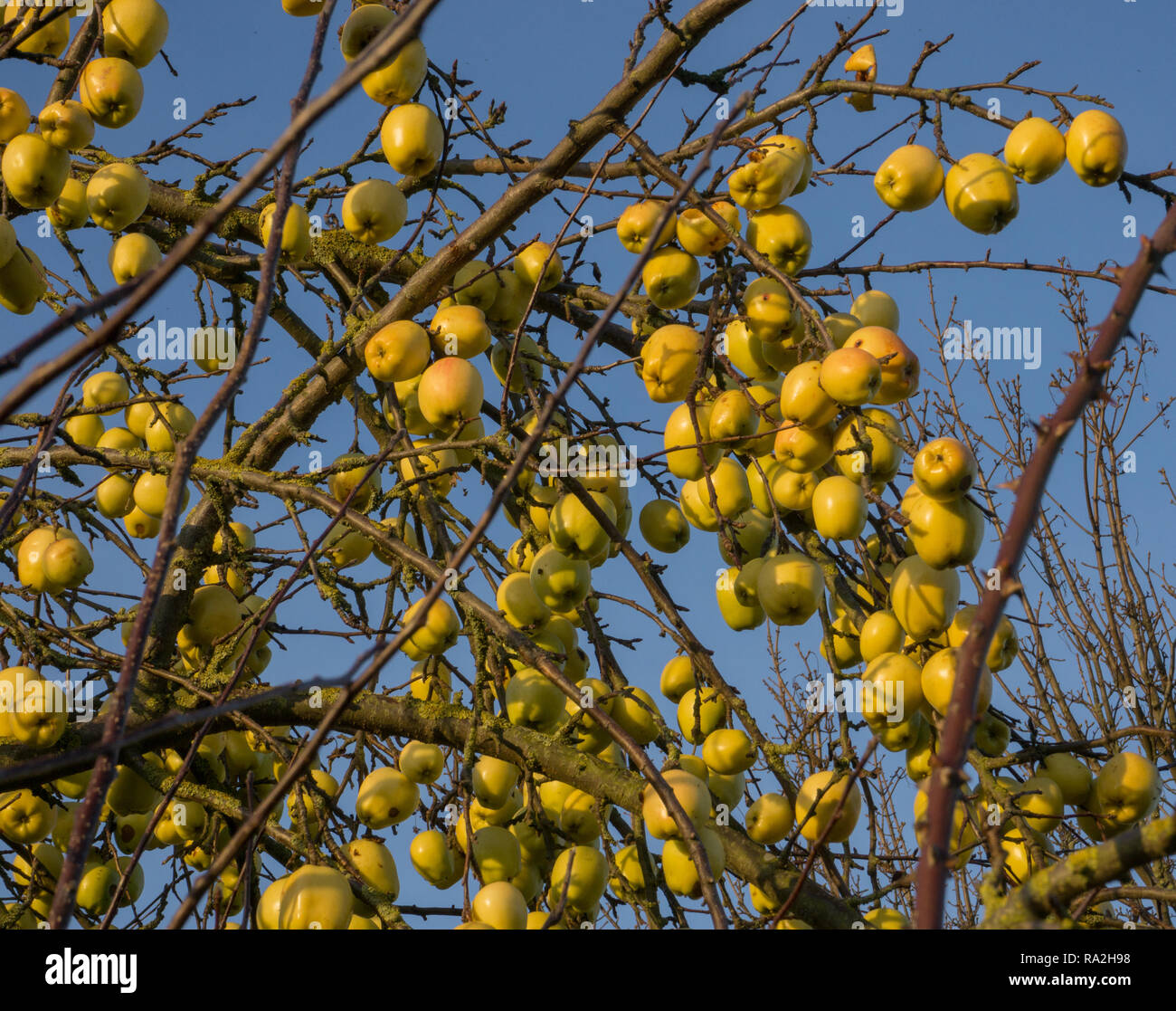 Pommes sauvages Banque de photographies et d’images à haute résolution ...
