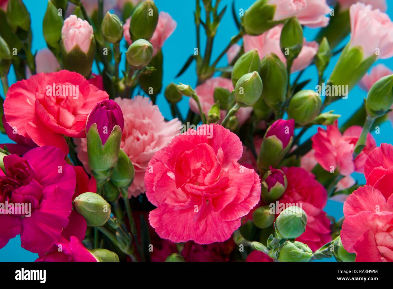 Dianthus caryophyllus clove pink flowers Banque de photographies et d ...