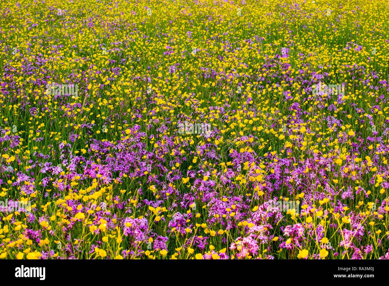 Une mer de fleurs Banque de photographies et d’images à haute ...