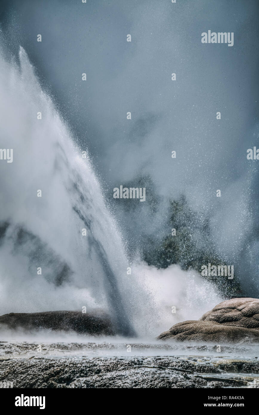 L'éruption du geyser Pohutu avec fontaine d'eau chaude. Te Puia ...