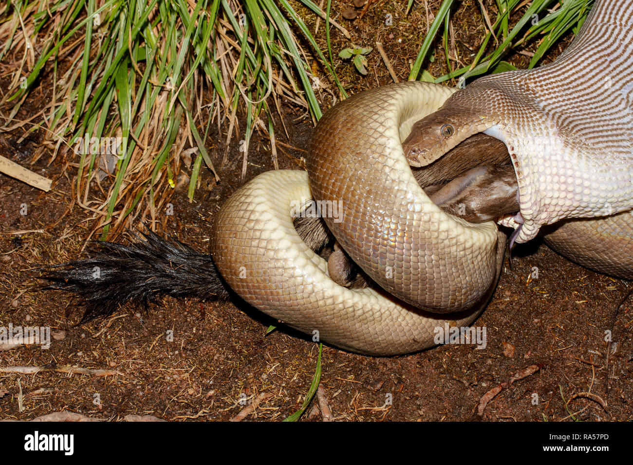 Olive python liasis olivaceus Banque de photographies et d’images à ...