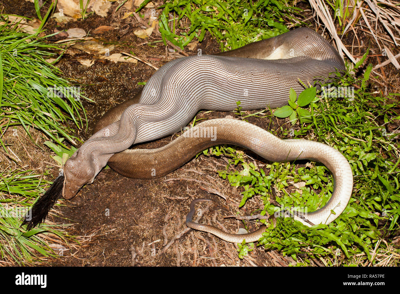 Olive python Banque de photographies et d’images à haute résolution - Alamy