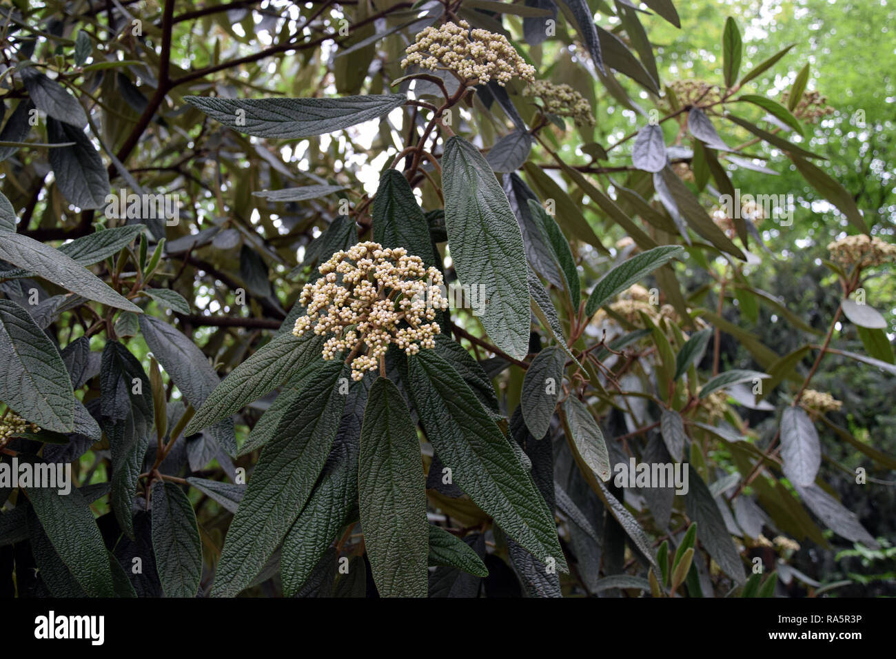 Viburnum Rhytidophyllum Banque d'image et photos - Alamy