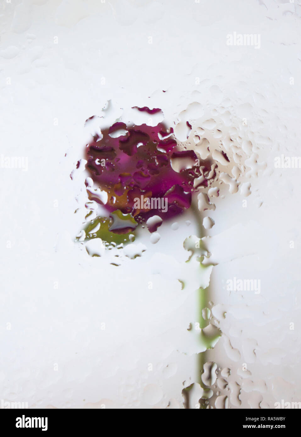 Verre de rose Banque de photographies et d’images à haute résolution ...