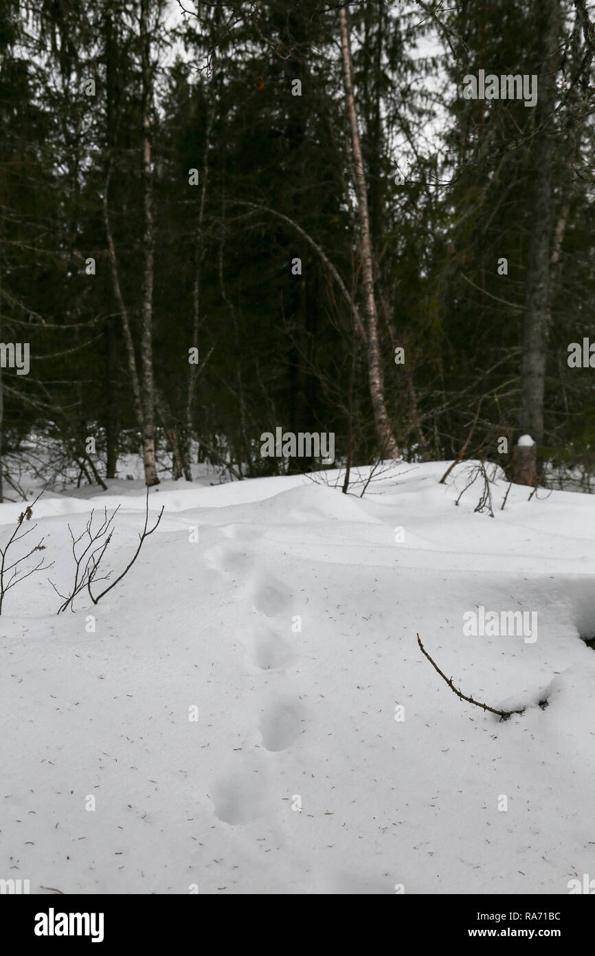 Empreintes de lapin dans la neige Banque de photographies et d’images à ...