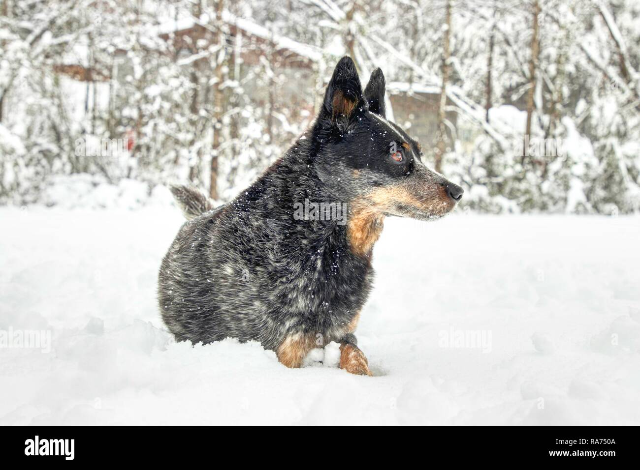 Animaux sauvages en hiver Banque de photographies et d’images à haute ...