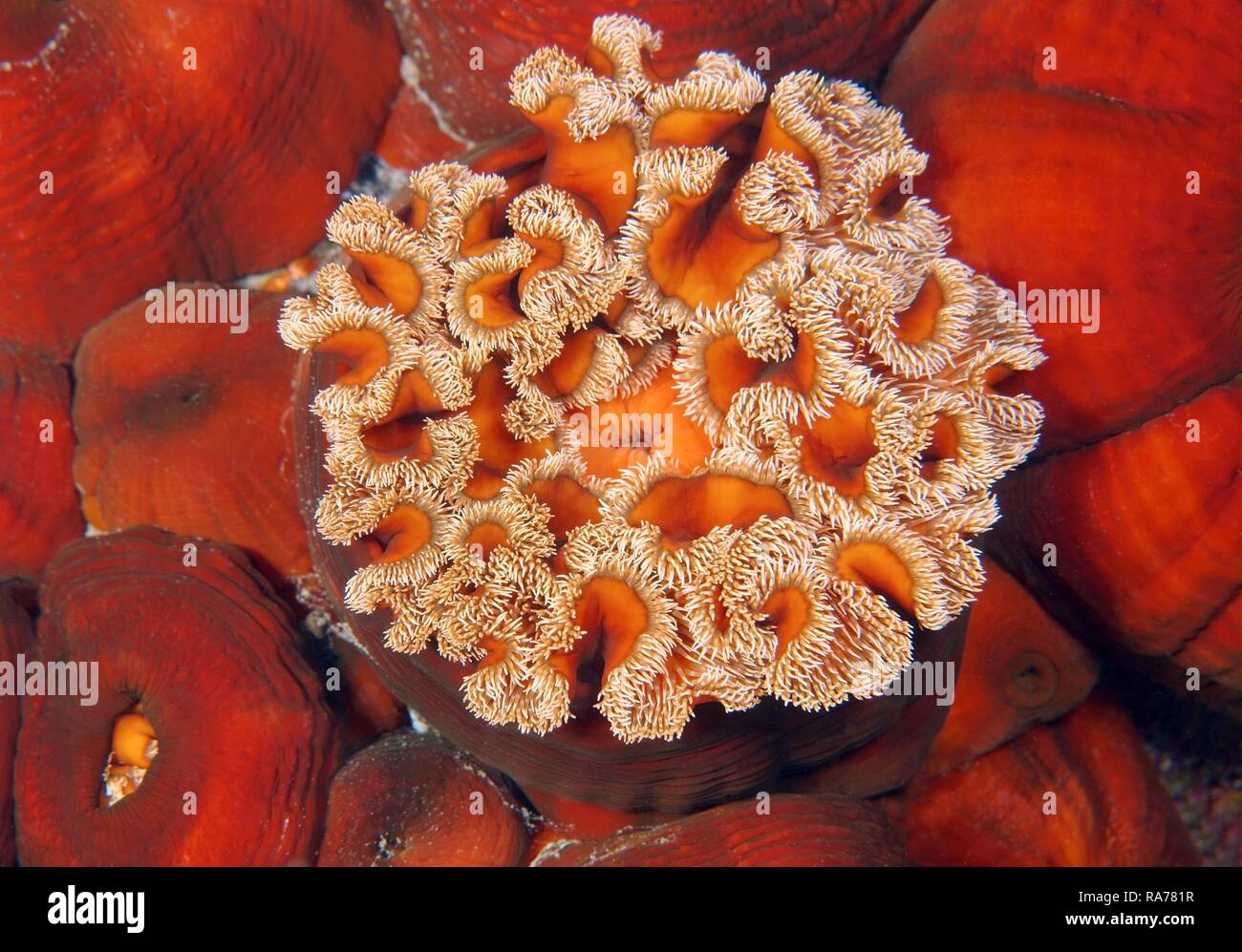 Frilled anemone Banque de photographies et d’images à haute résolution ...