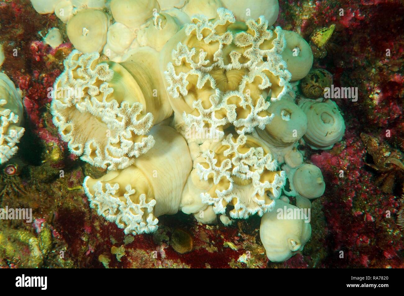 Plumose sea anemone Banque de photographies et d’images à haute ...