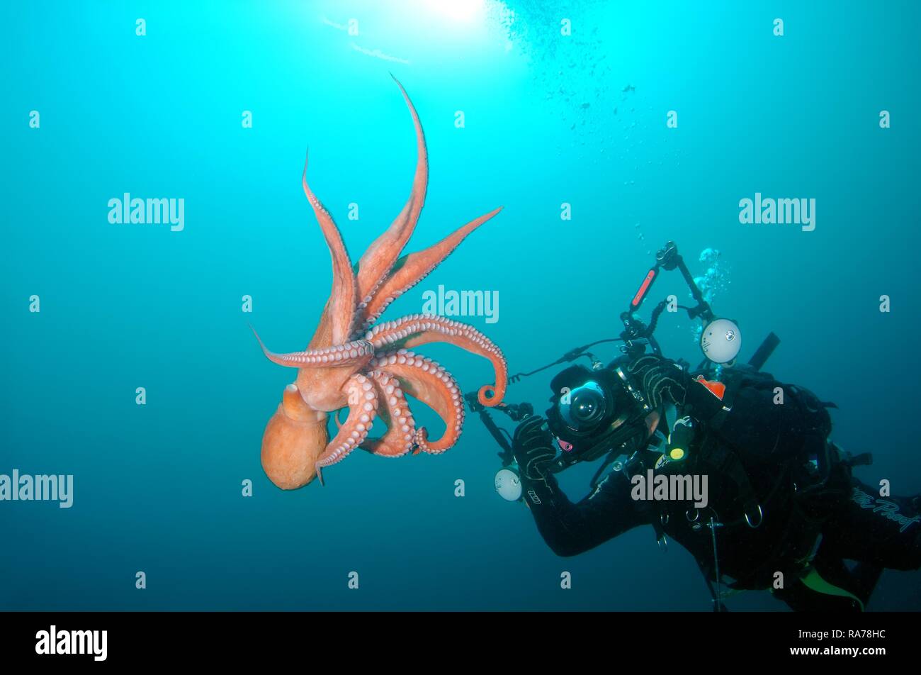 Giant pacific octopus scuba diver Banque de photographies et d’images à ...
