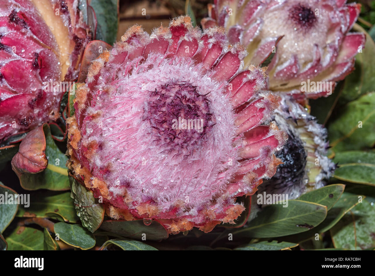 Détails d'une fleur de protea à Clanwilliam dans la province du Cap ...