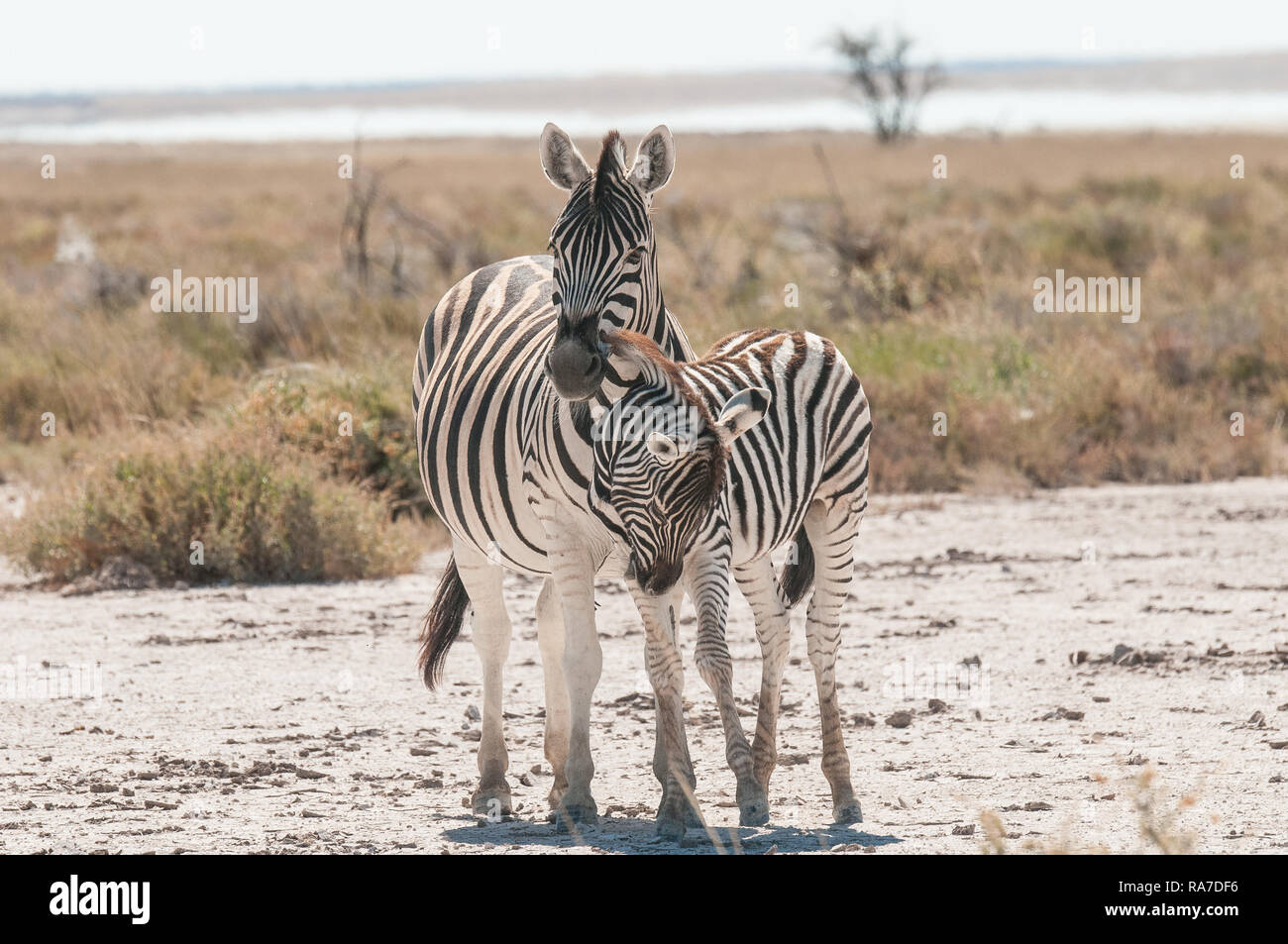 Profil de paysage en famille Banque de photographies et d’images à ...