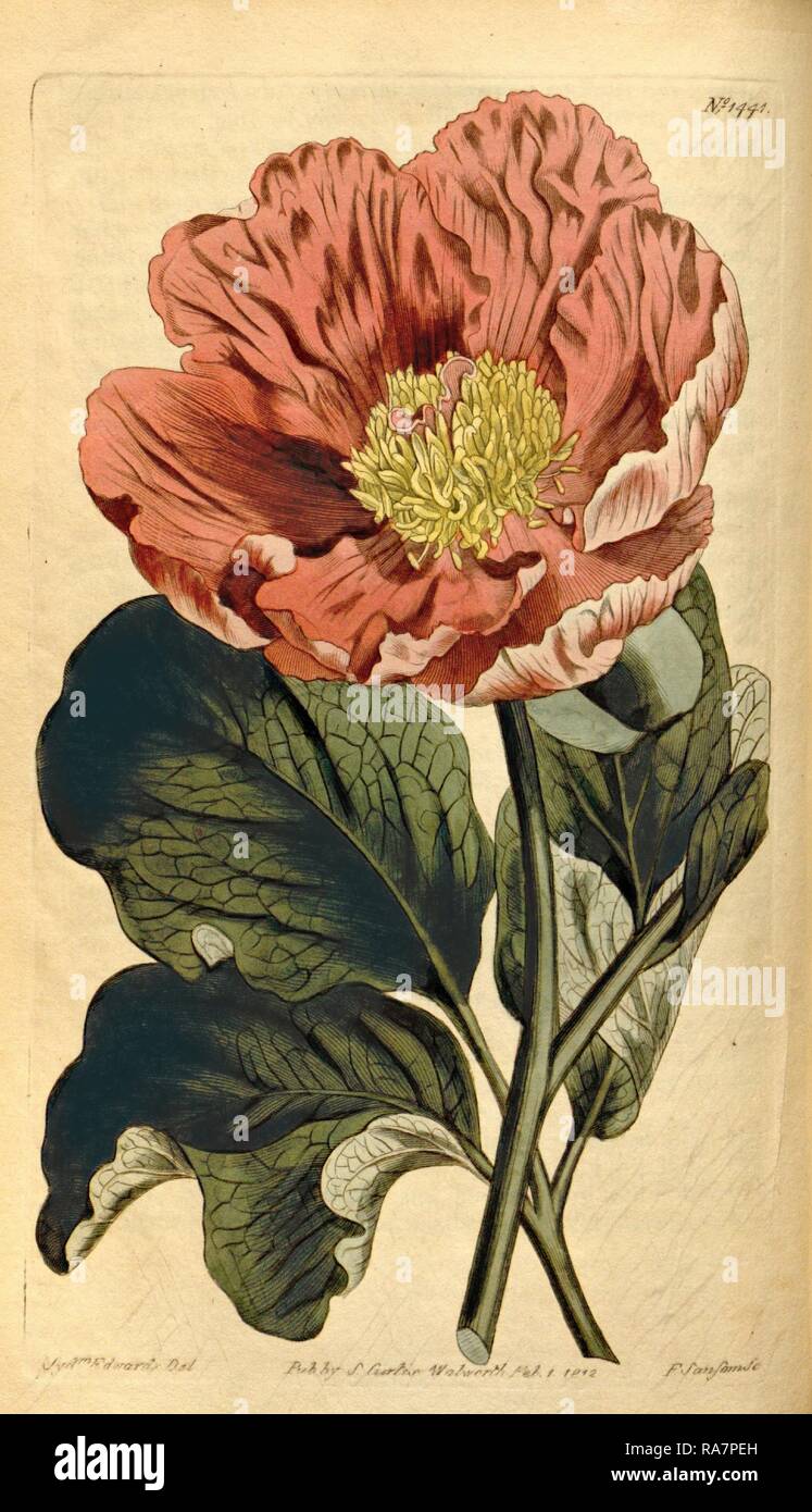 Sydenham Teast botanique imprimer par Edwards 1768 - 1819, Sydenham ...