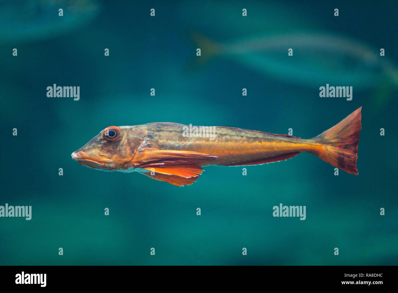 Le grondin perlon Banque de photographies et d’images à haute ...