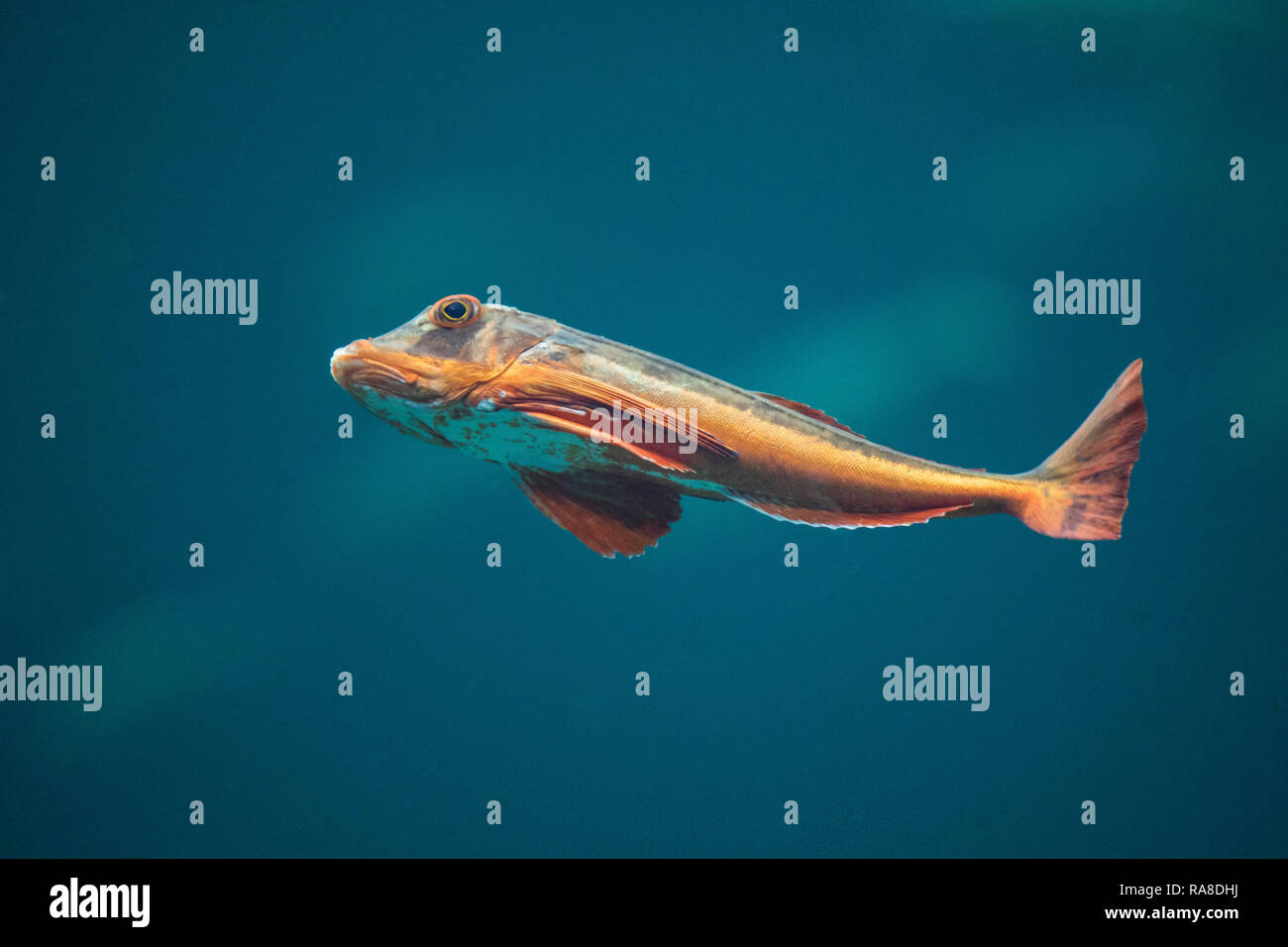 Le grondin perlon Banque de photographies et d’images à haute ...