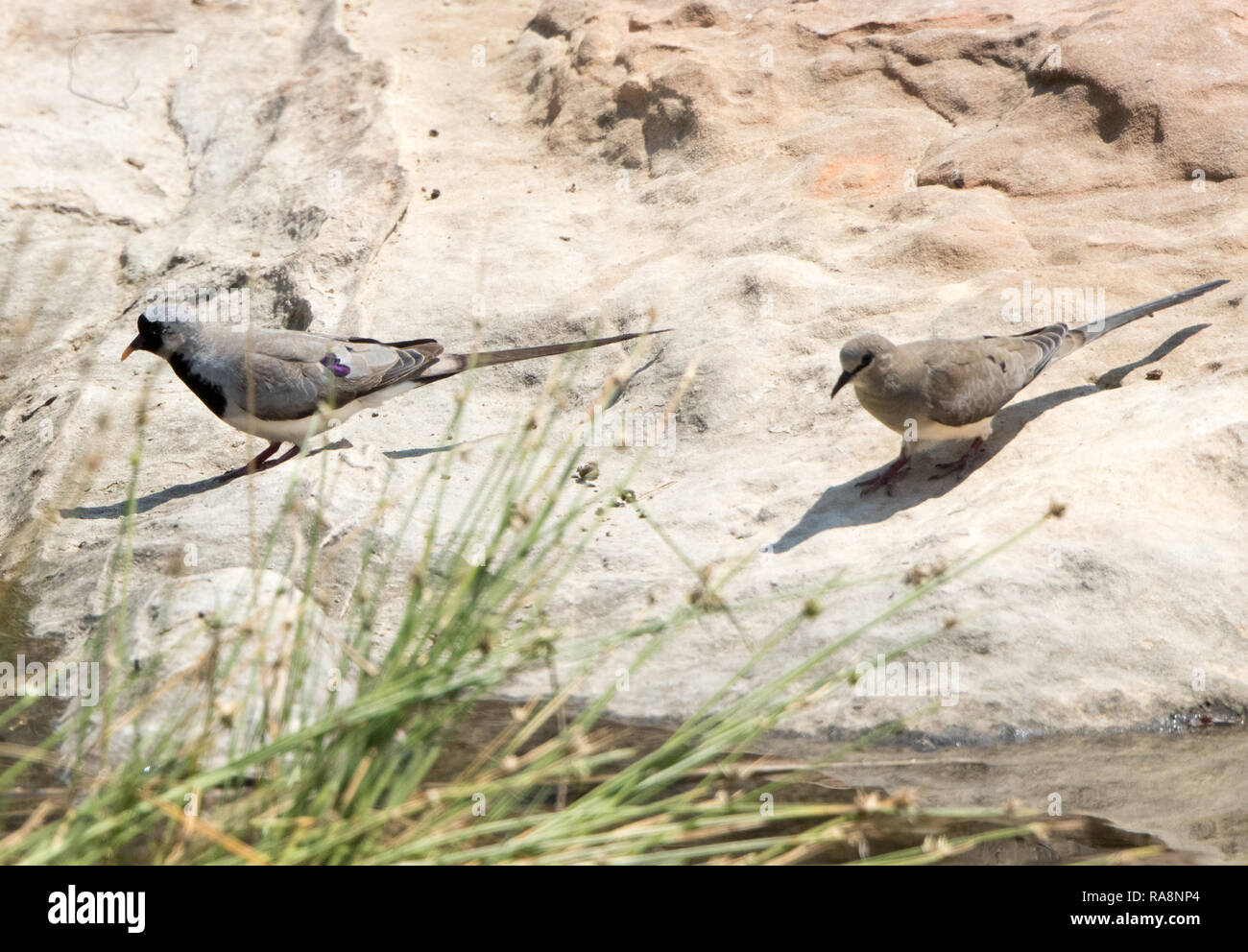Namaqua dove oena capensis Banque de photographies et d’images à haute ...