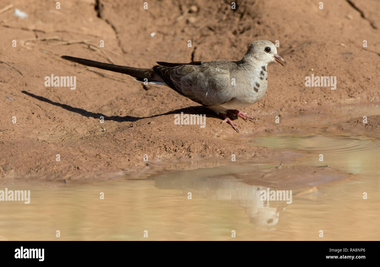 Namaqua dove oena capensis Banque de photographies et d’images à haute ...