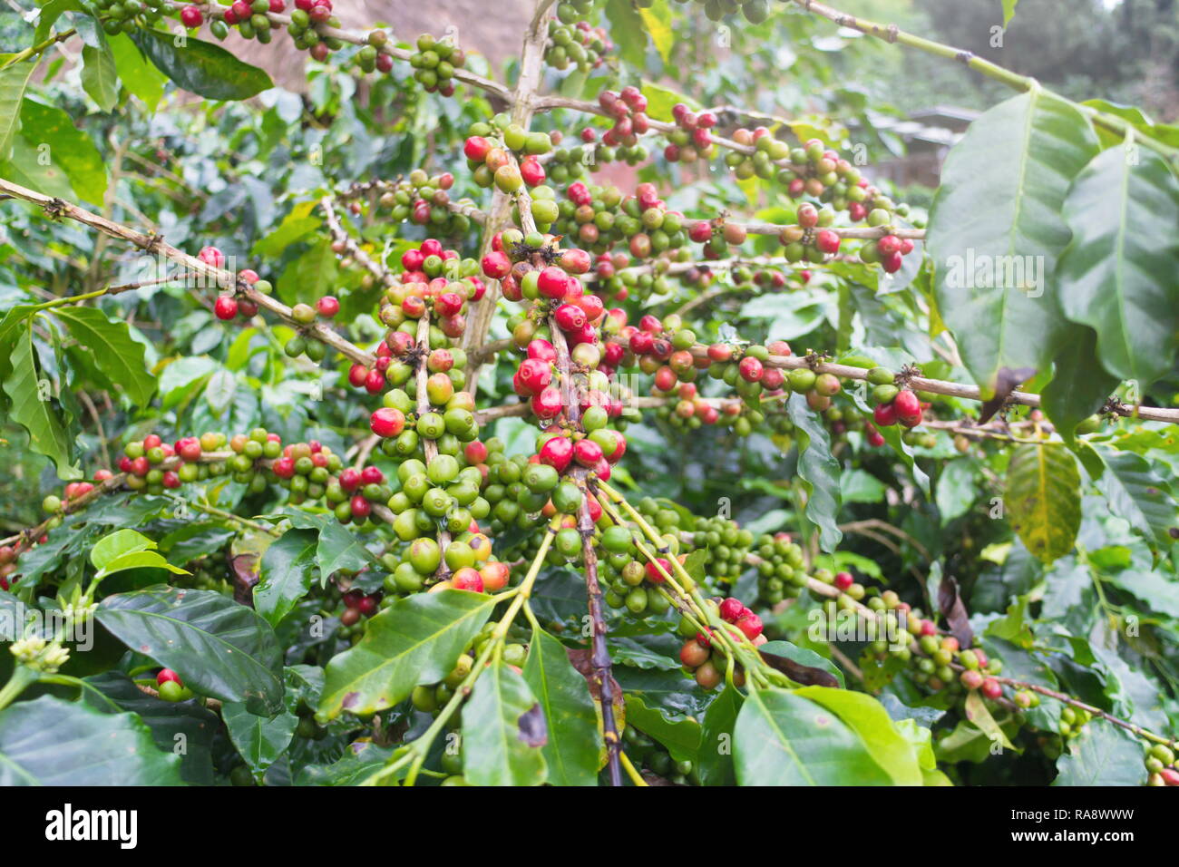 Plante arbre cafe Banque de photographies et d’images à haute ...