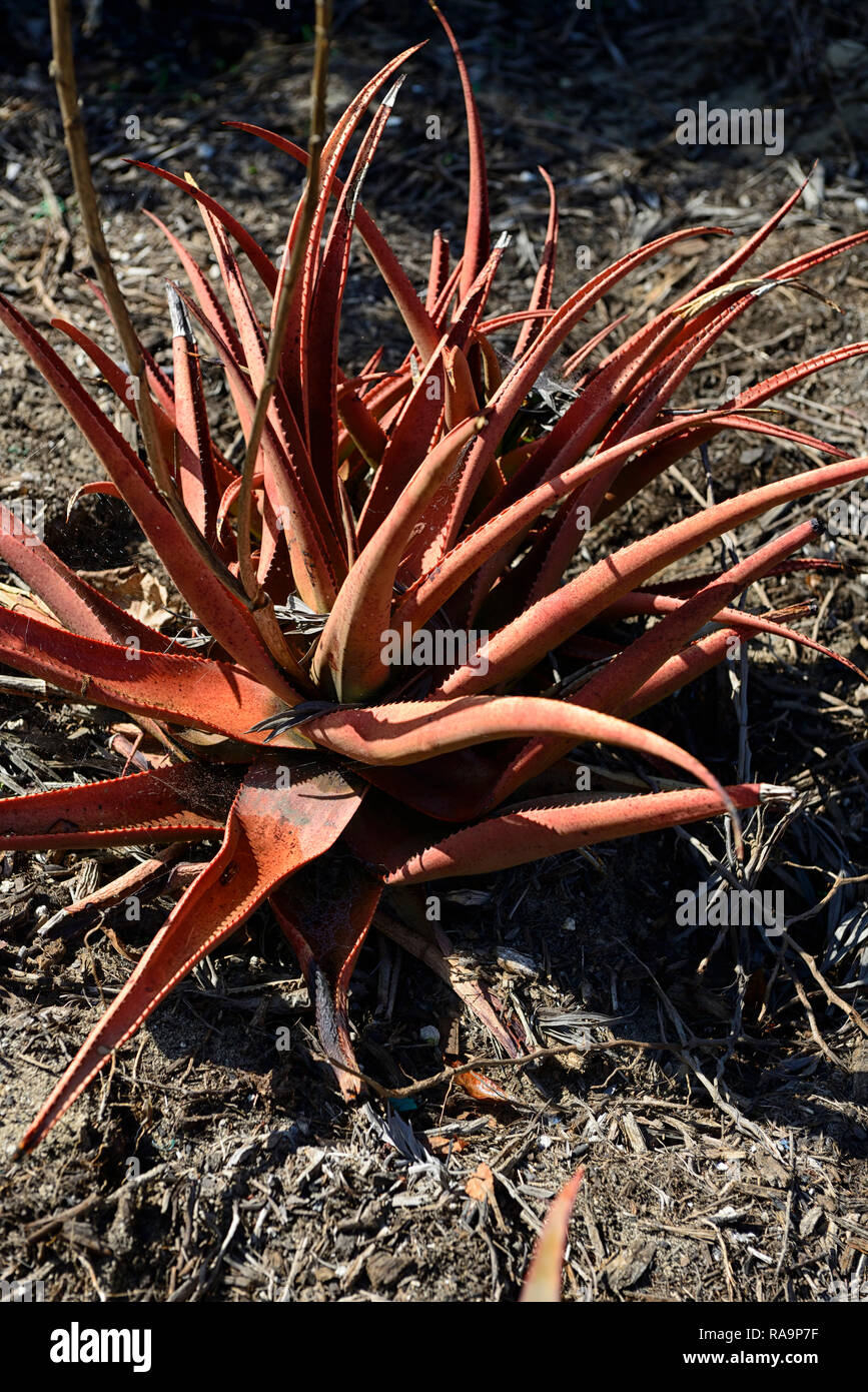 Aloe lutescens Banque de photographies et d’images à haute résolution ...